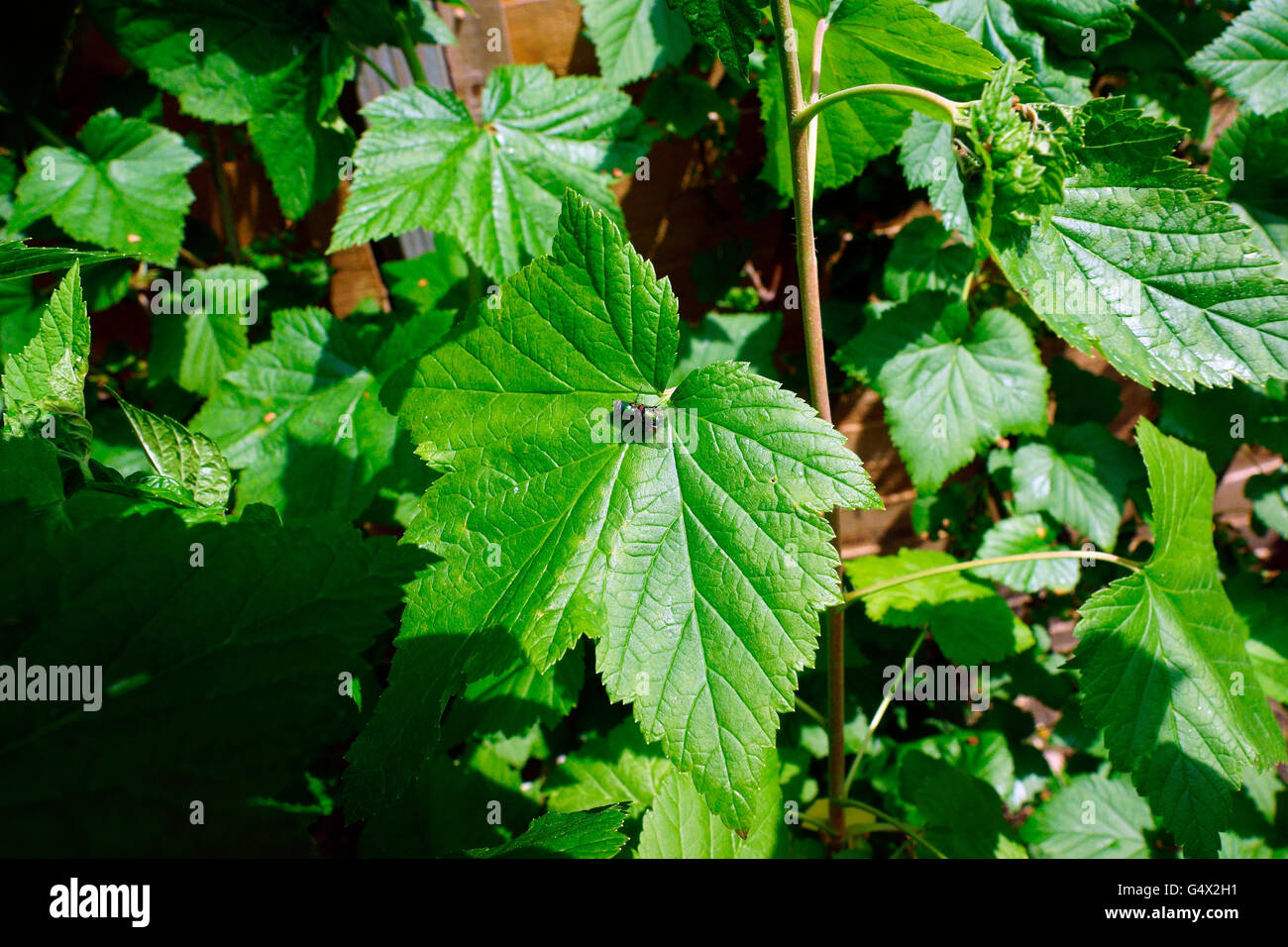 Baby flies hi-res stock photography and images - Alamy