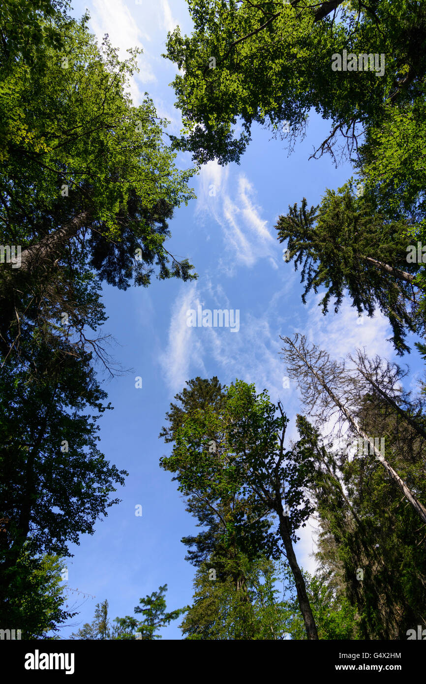 Beech spruce forest hi-res stock photography and images - Alamy