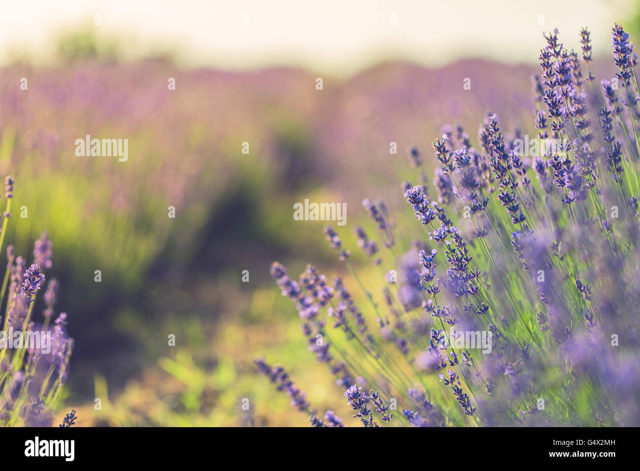 Beautiful sunset lavender field. Abstract natural backgrounds for your ...