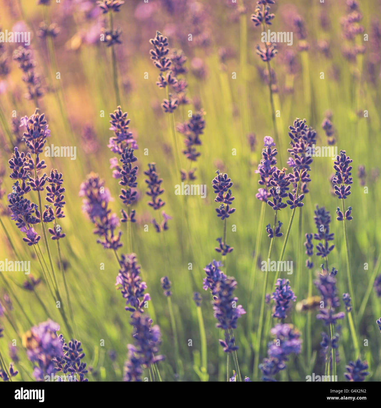 Format instagram hi-res stock photography and images - Alamy