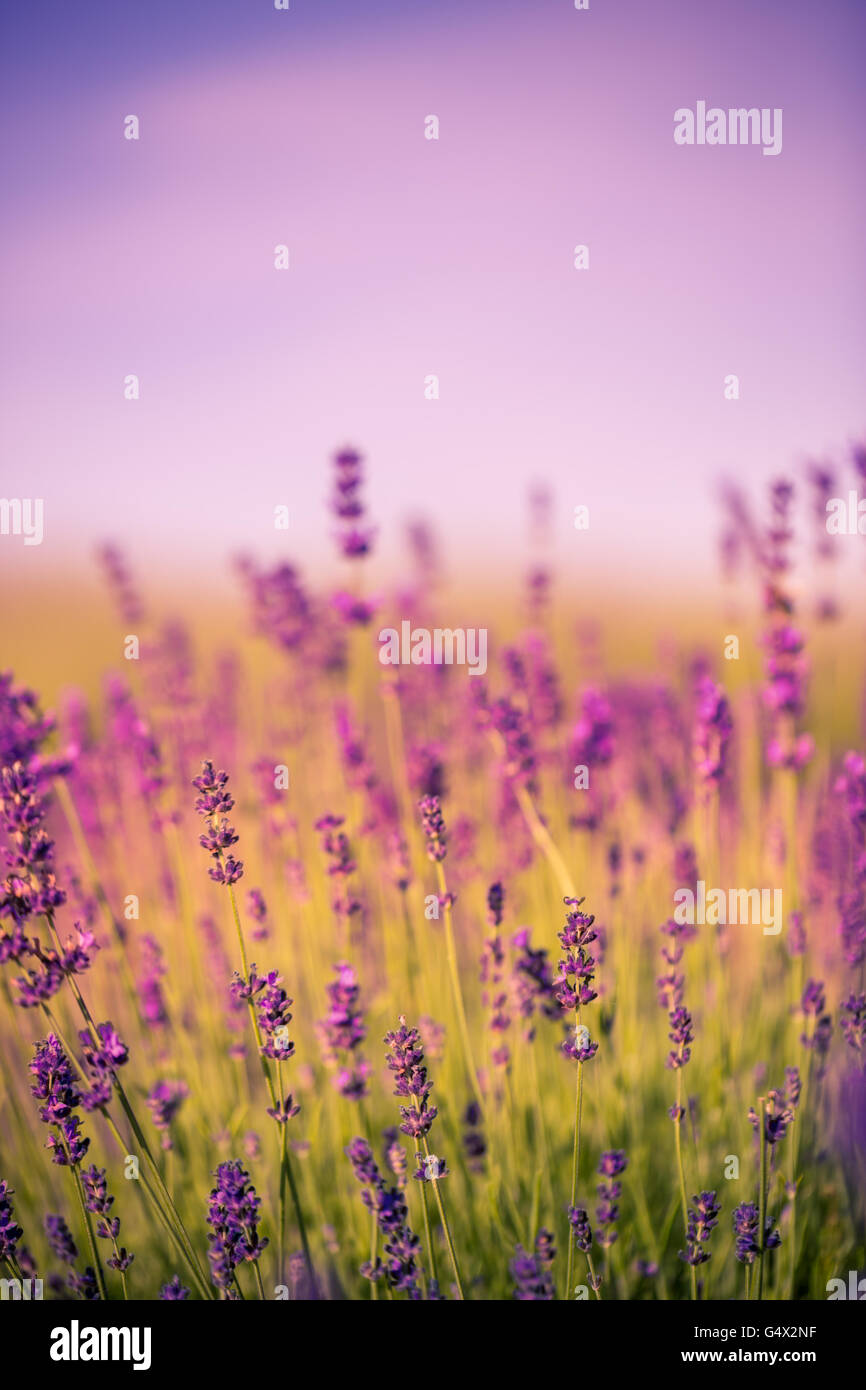 Beautiful sunset lavender field. Abstract natural backgrounds for your ...