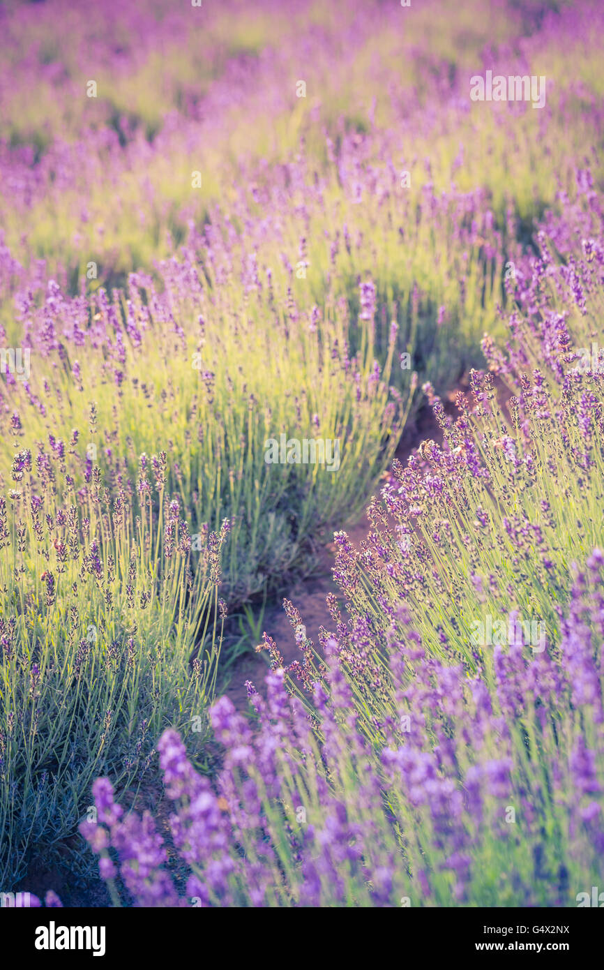 Beautiful sunset lavender field. Abstract natural backgrounds for your ...
