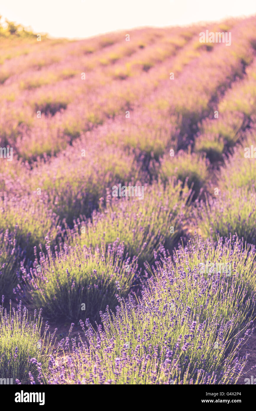 Beautiful sunset lavender field. Abstract natural backgrounds for your ...