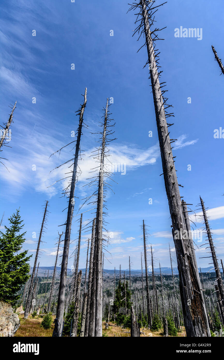 Bavarian trees hi-res stock photography and images - Alamy