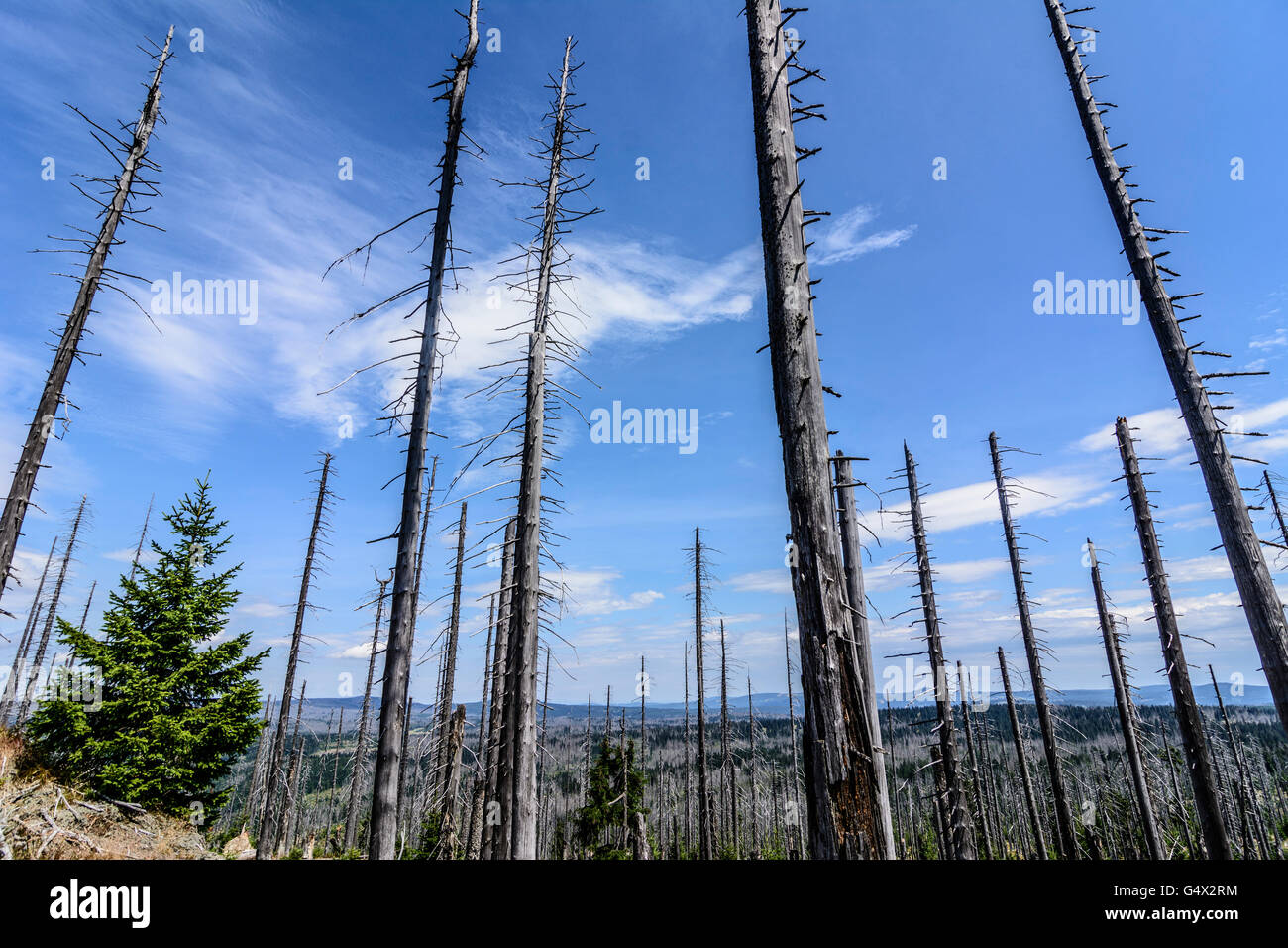 dead trees, Nationalpark Bayerischer Wald, Bavarian Forest National ...