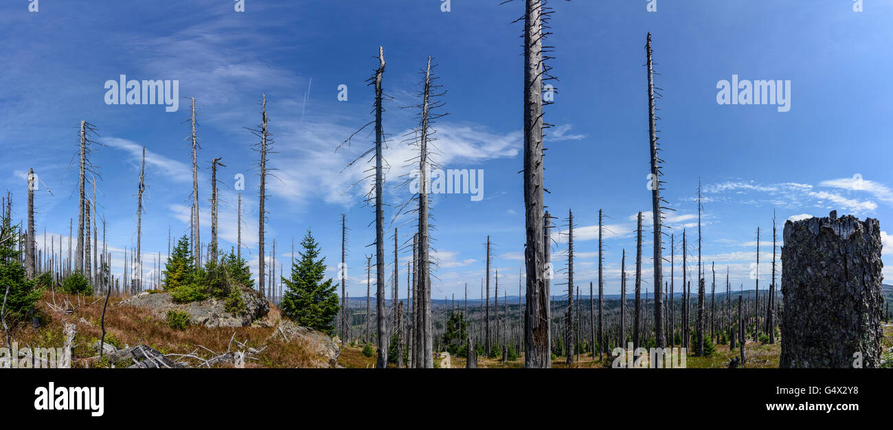 dead trees, Nationalpark Bayerischer Wald, Bavarian Forest National ...