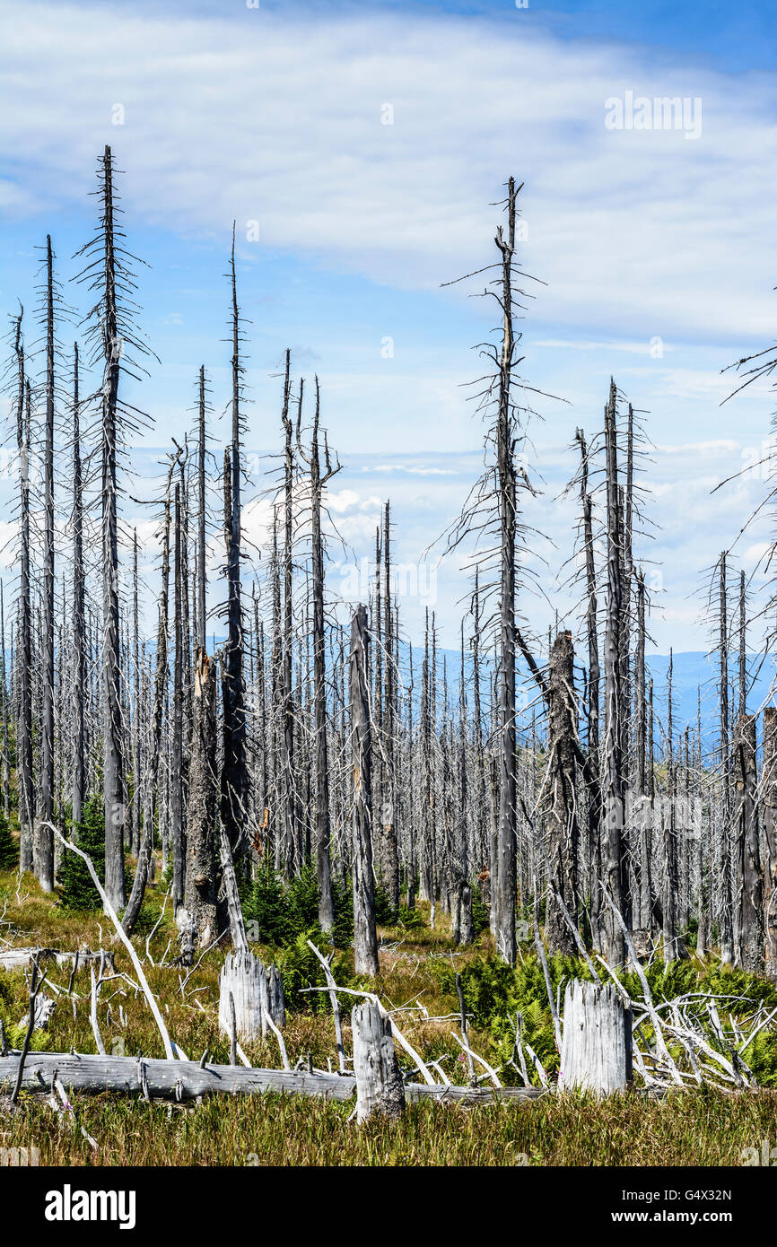 dead trees, Nationalpark Bayerischer Wald, Bavarian Forest National ...