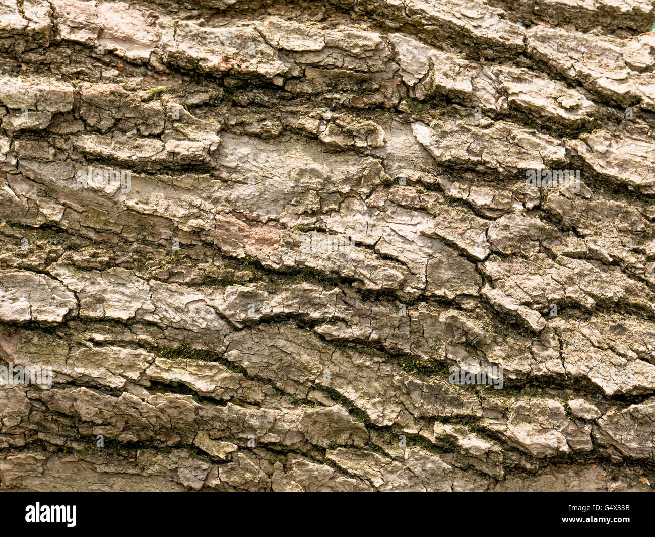 Tree bark texture background Stock Photo - Alamy