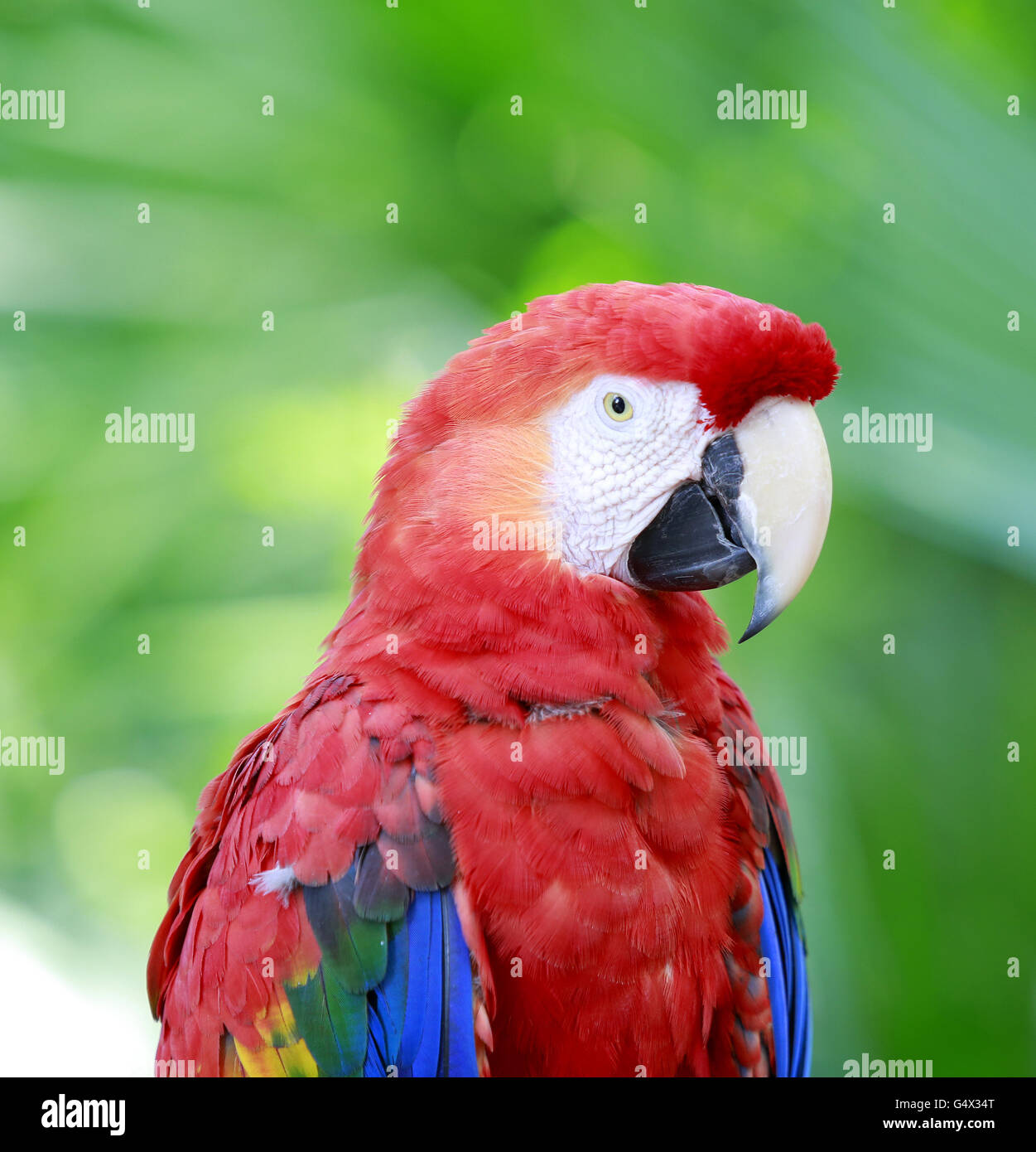 Red scarlet macaw hi-res stock photography and images - Alamy