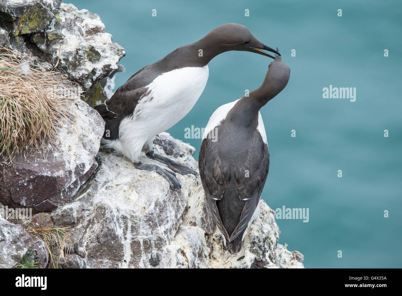 Guillemots uk hi-res stock photography and images - Alamy