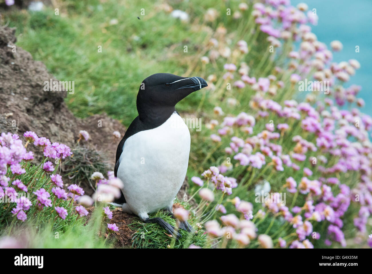 Razorbill hi-res stock photography and images - Alamy