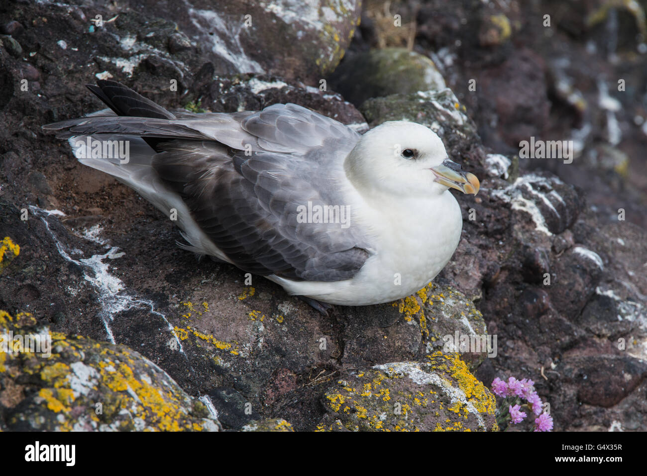 Fulmar on the rocks Stock Photo - Alamy