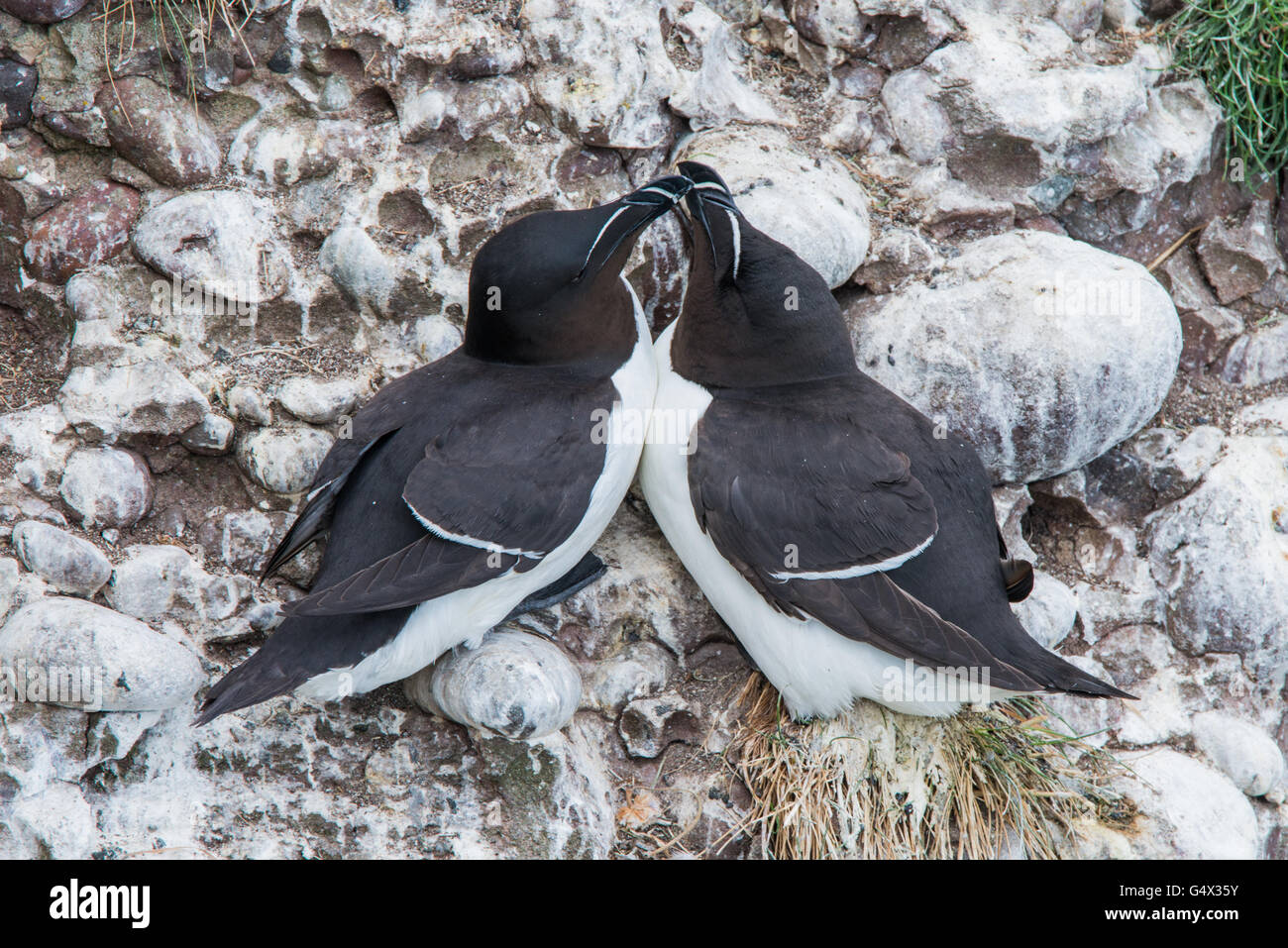 Pair of razorbills Stock Photo - Alamy