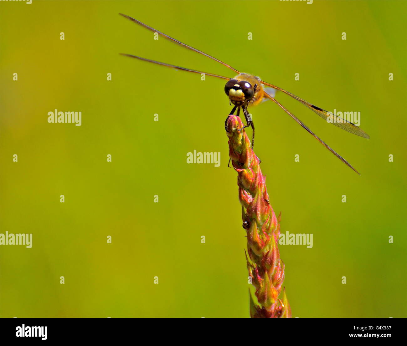 Dragonfly. Four-spotted Chaser (Libellula quadrimaculata) hunting at a ...