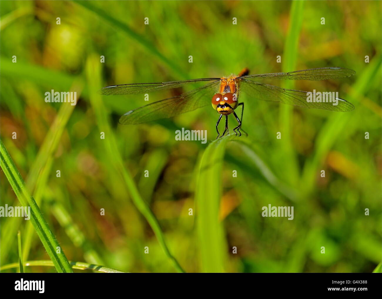 Dragonfly hunting at a pond Stock Photo - Alamy