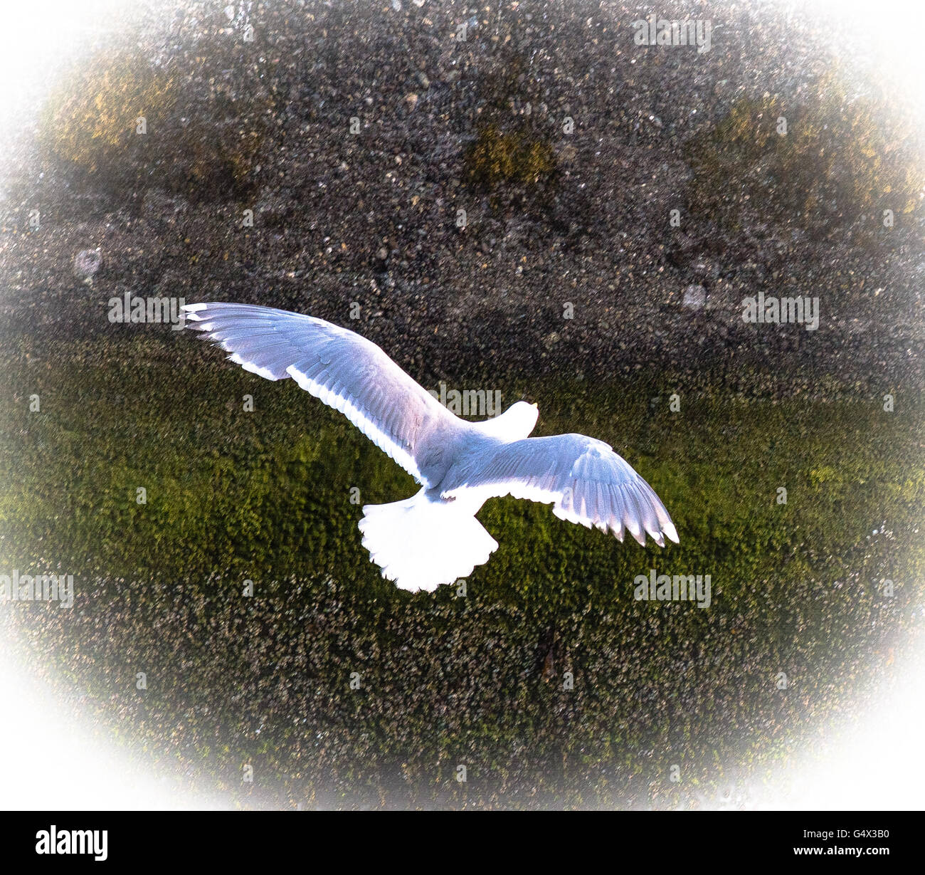 A seagull flies over the locks in Seattle Stock Photo - Alamy