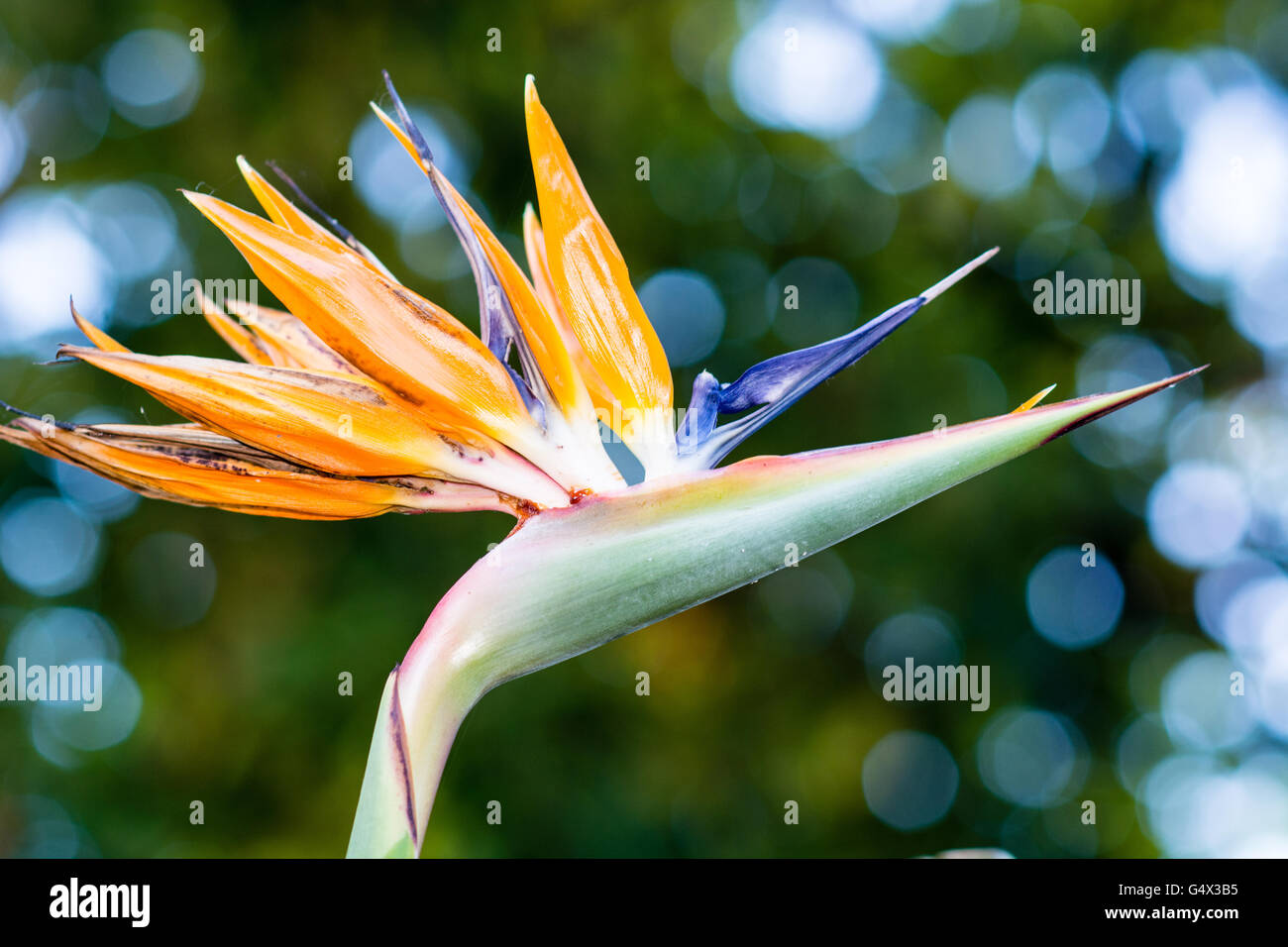 The Bird of Paradise blooms at the Ballard Locks Stock Photo - Alamy