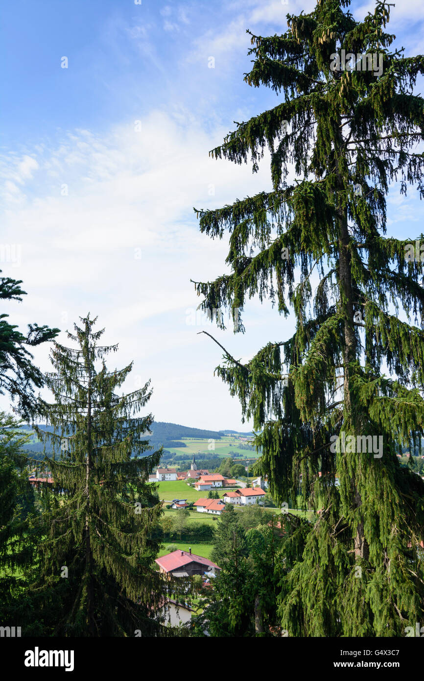 Germanys National Tree