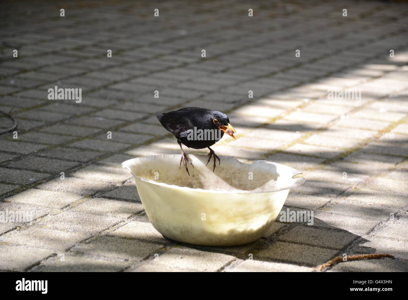Cute bird trying to steal food from the dog Stock Photo - Alamy