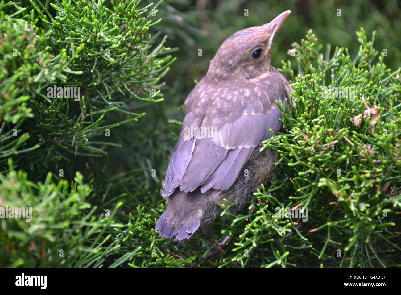 Cute bird hi-res stock photography and images - Alamy