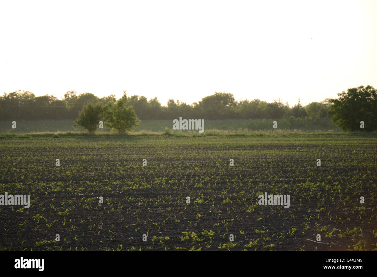 Sunlit field hi-res stock photography and images - Alamy