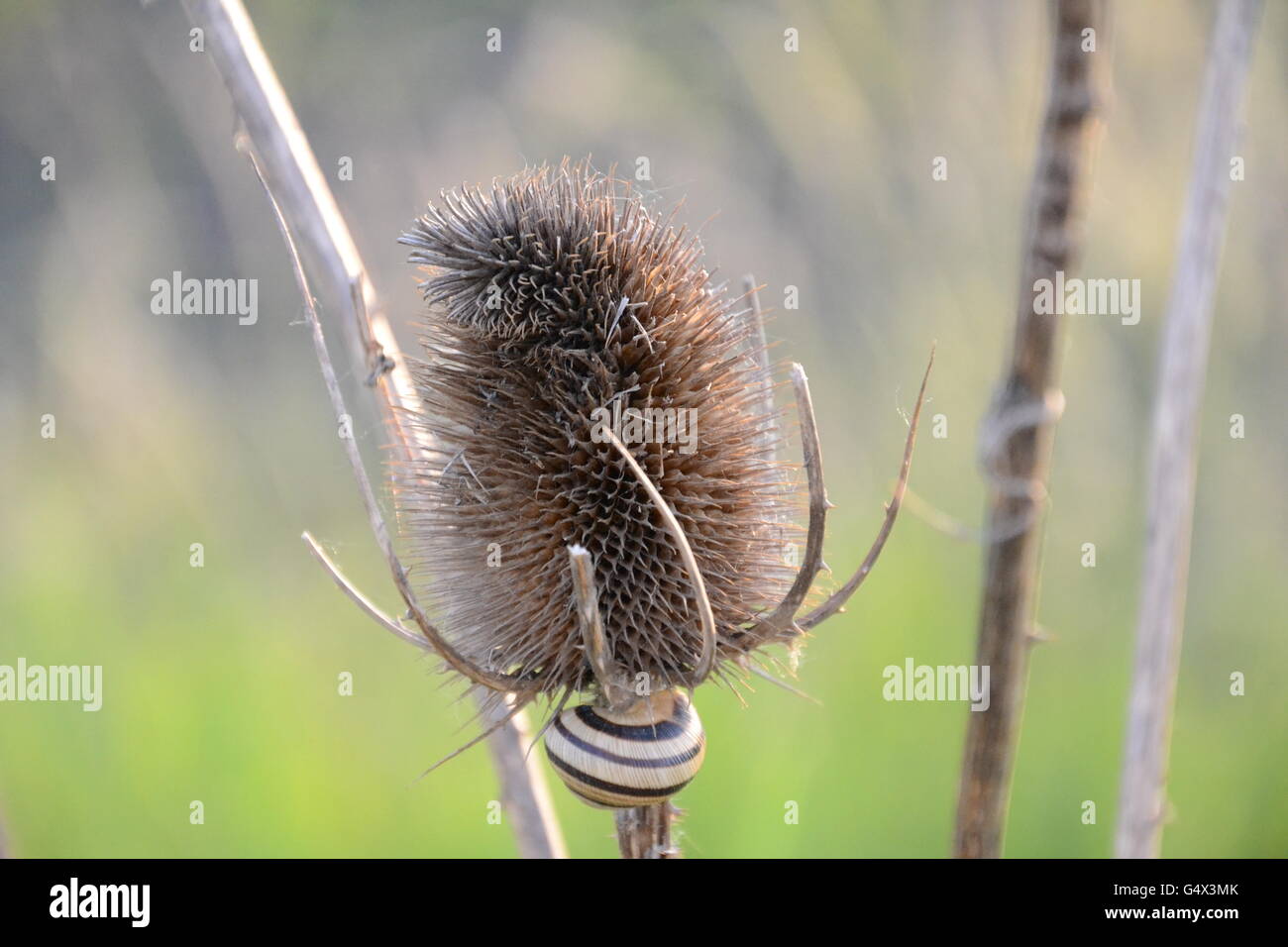 Random plant hi-res stock photography and images - Alamy