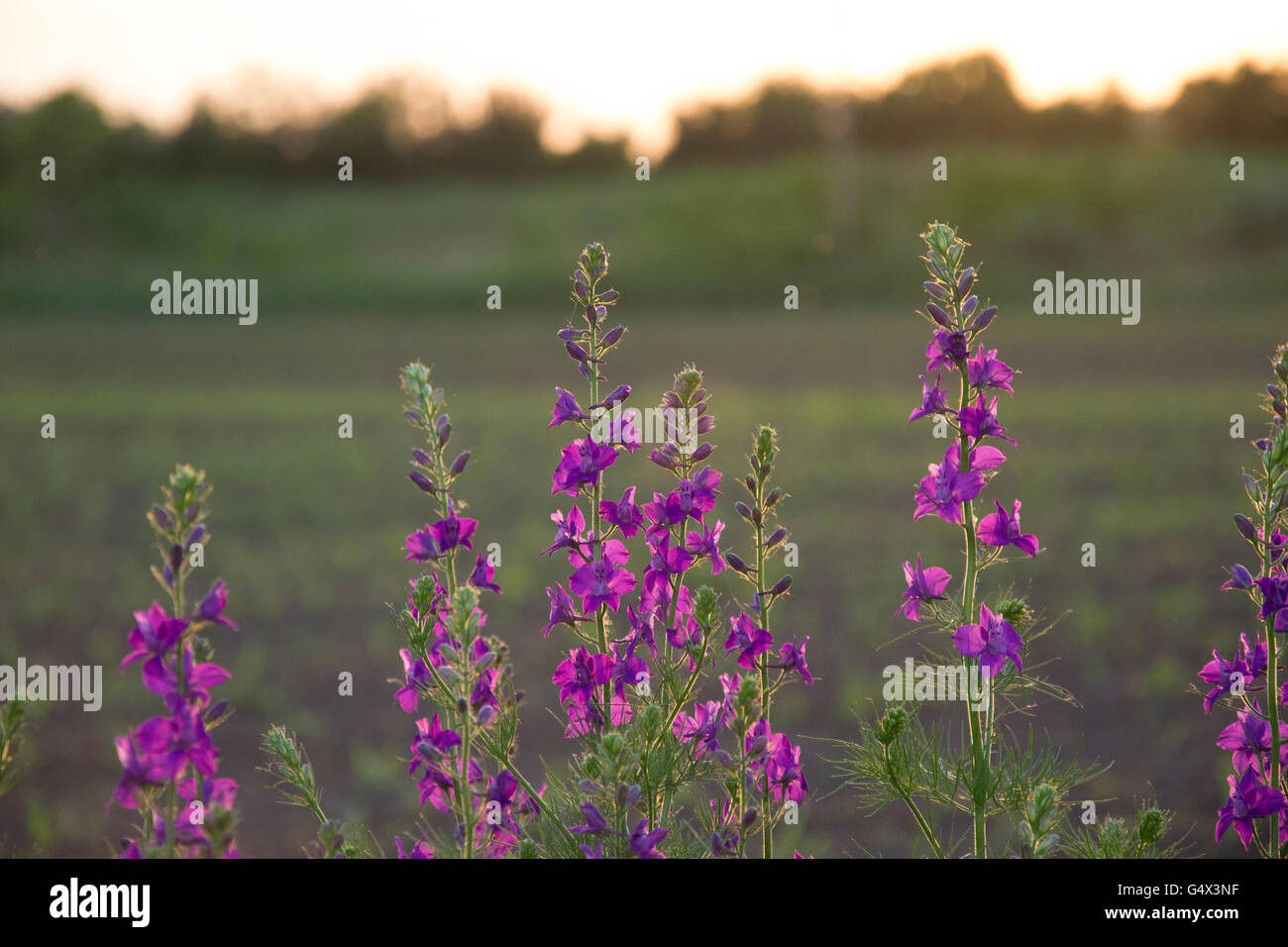 The most beautiful sunlit photo Stock Photo - Alamy
