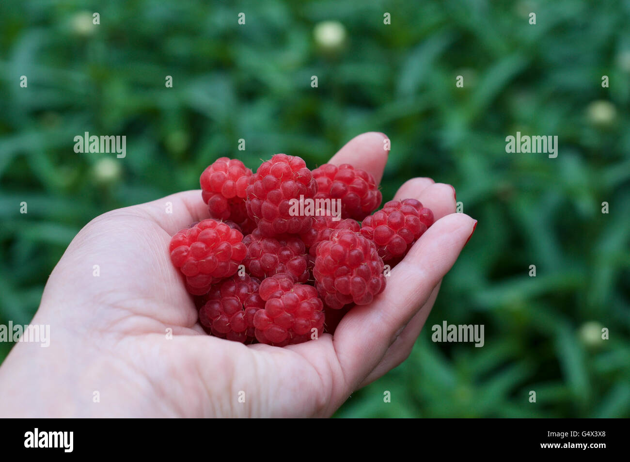 Ripe red raspberries in the human hand, close-up Stock Photo - Alamy
