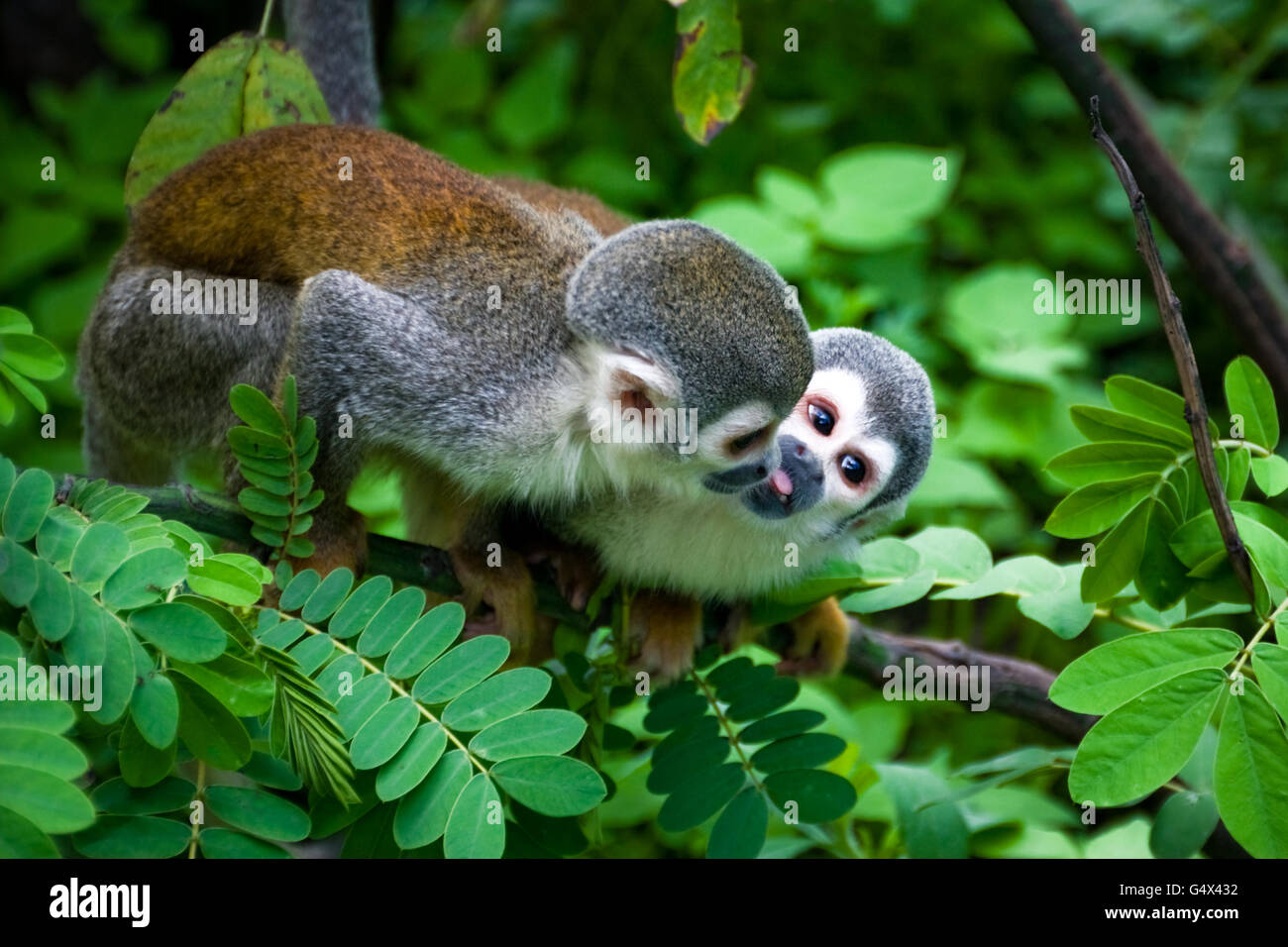 Amazon rainforest monkey hi-res stock photography and images - Alamy