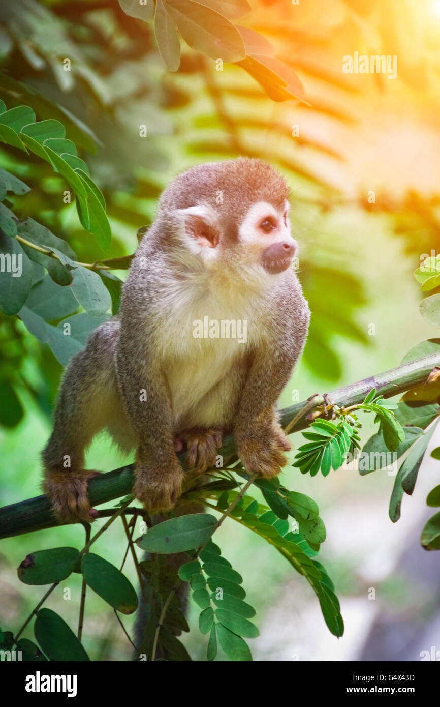 Amazon rainforest monkey hi-res stock photography and images - Alamy