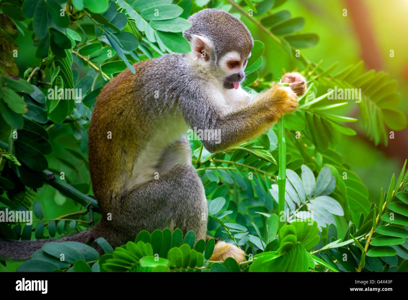 Amazon rainforest monkey hi-res stock photography and images - Alamy
