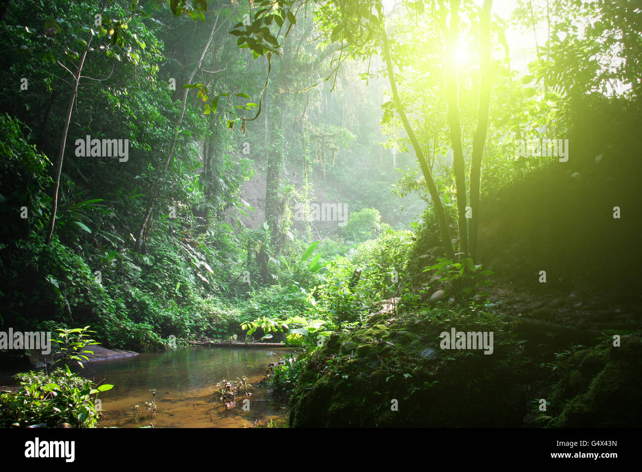 Tropical rainforest landscape amazon hi-res stock photography and ...