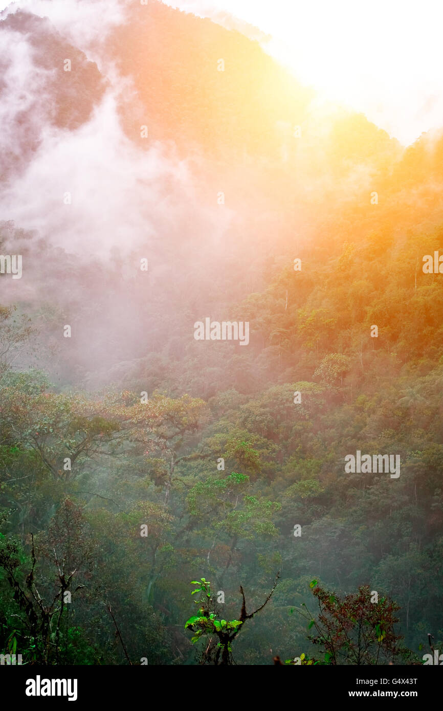 Amazon rainforest trees hi-res stock photography and images - Alamy