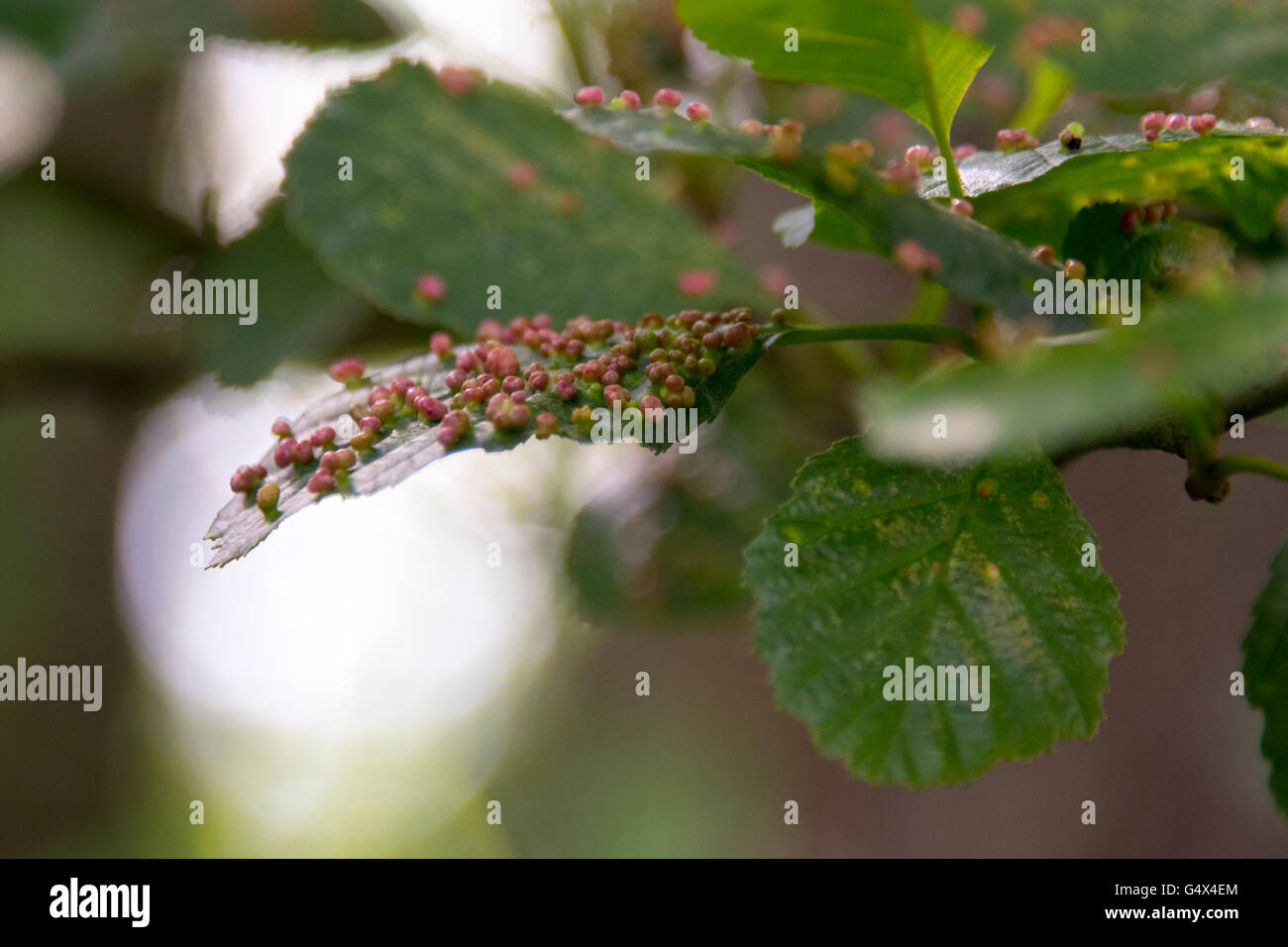 Insect eggs on leaves Stock Photo - Alamy