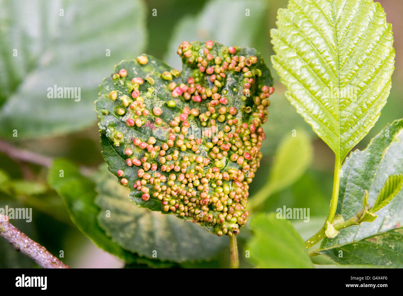 Insect Eggs High Resolution Stock Photography and Images - Alamy