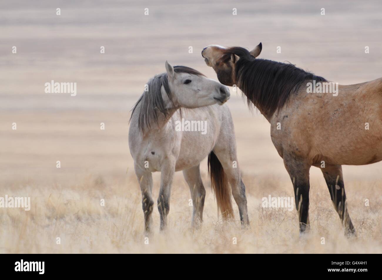 Roam utah sagebrush greasewood hi-res stock photography and images - Alamy