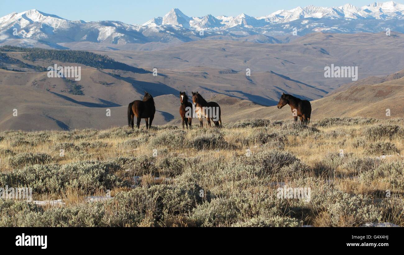 Challis aerial hi-res stock photography and images - Alamy