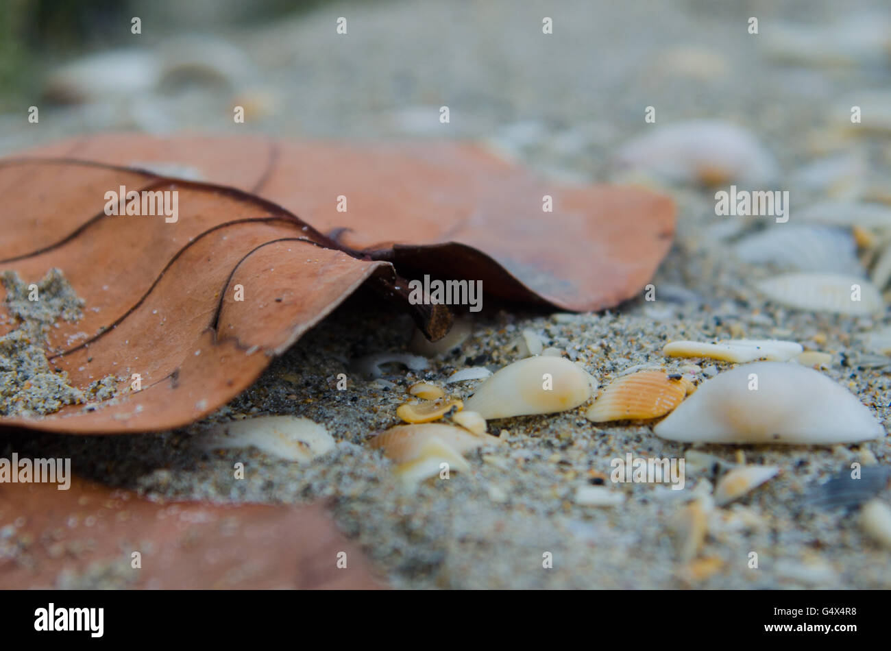 Sandy leaf hi-res stock photography and images - Alamy