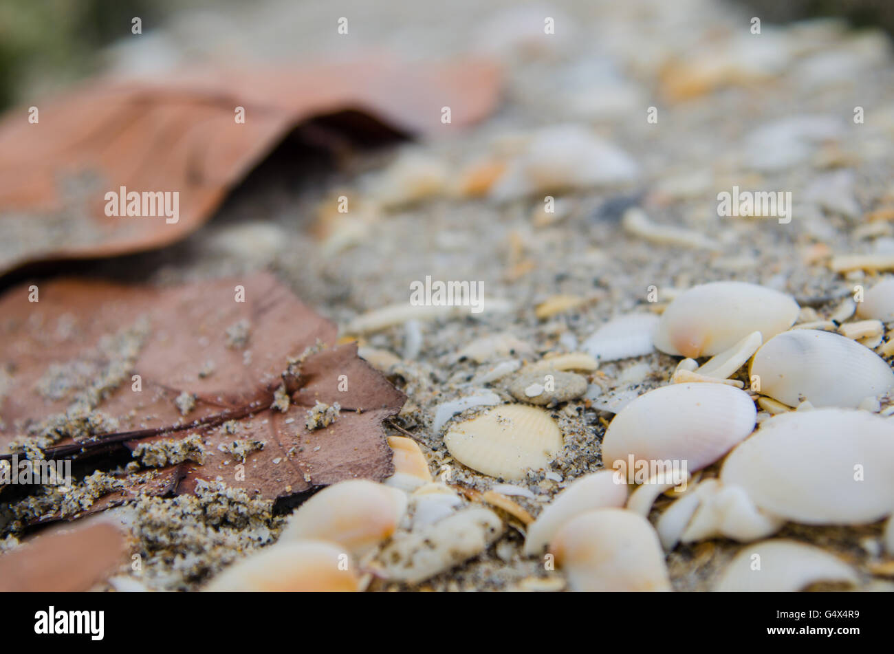 close up of sea shells and leaves at the beach Stock Photo - Alamy