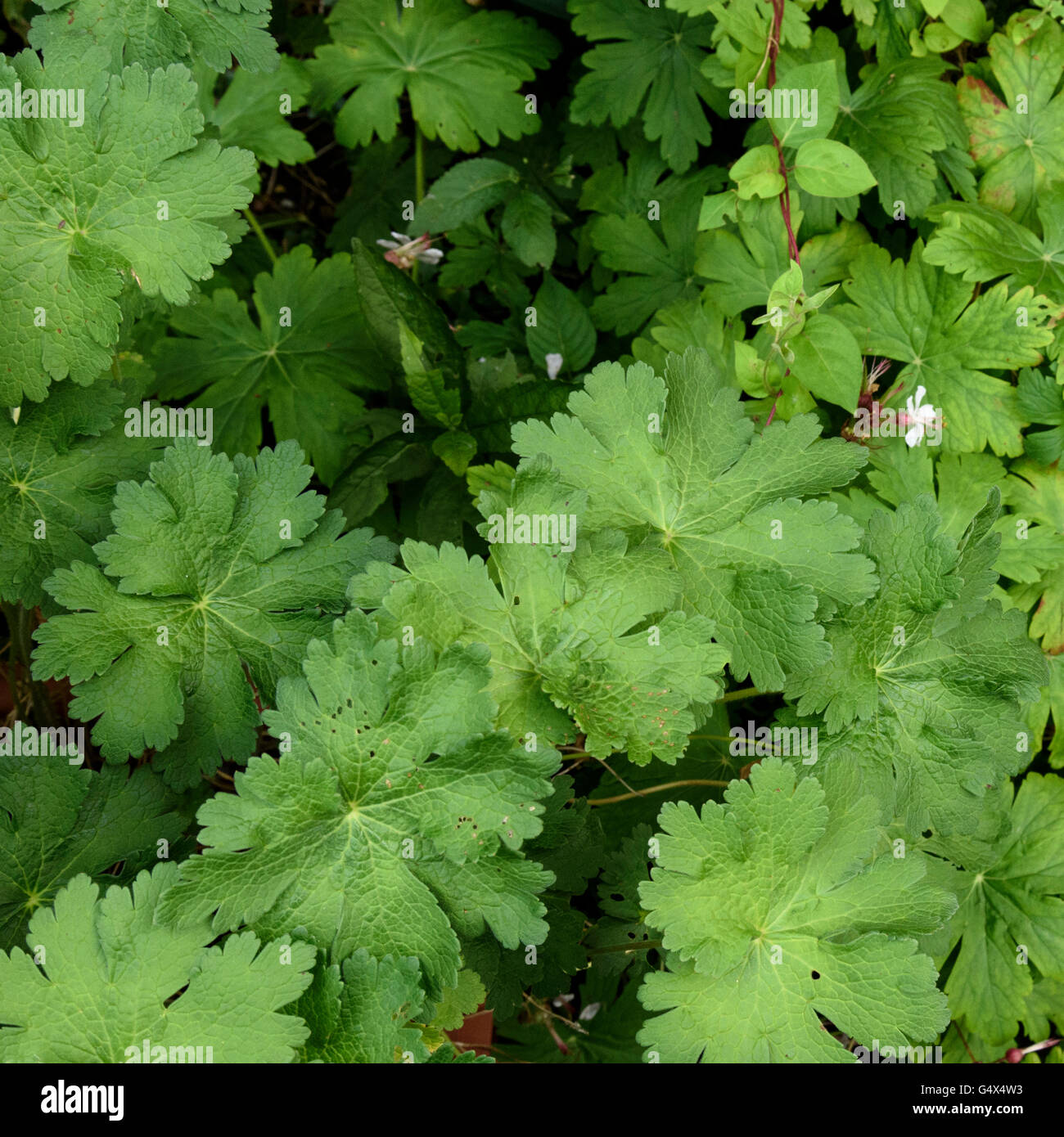View of spring leaves of Geranium macrorrhizum from above Stock Photo ...