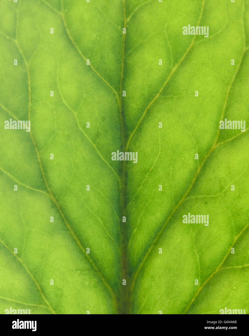 Green leaf large veins hi-res stock photography and images - Alamy