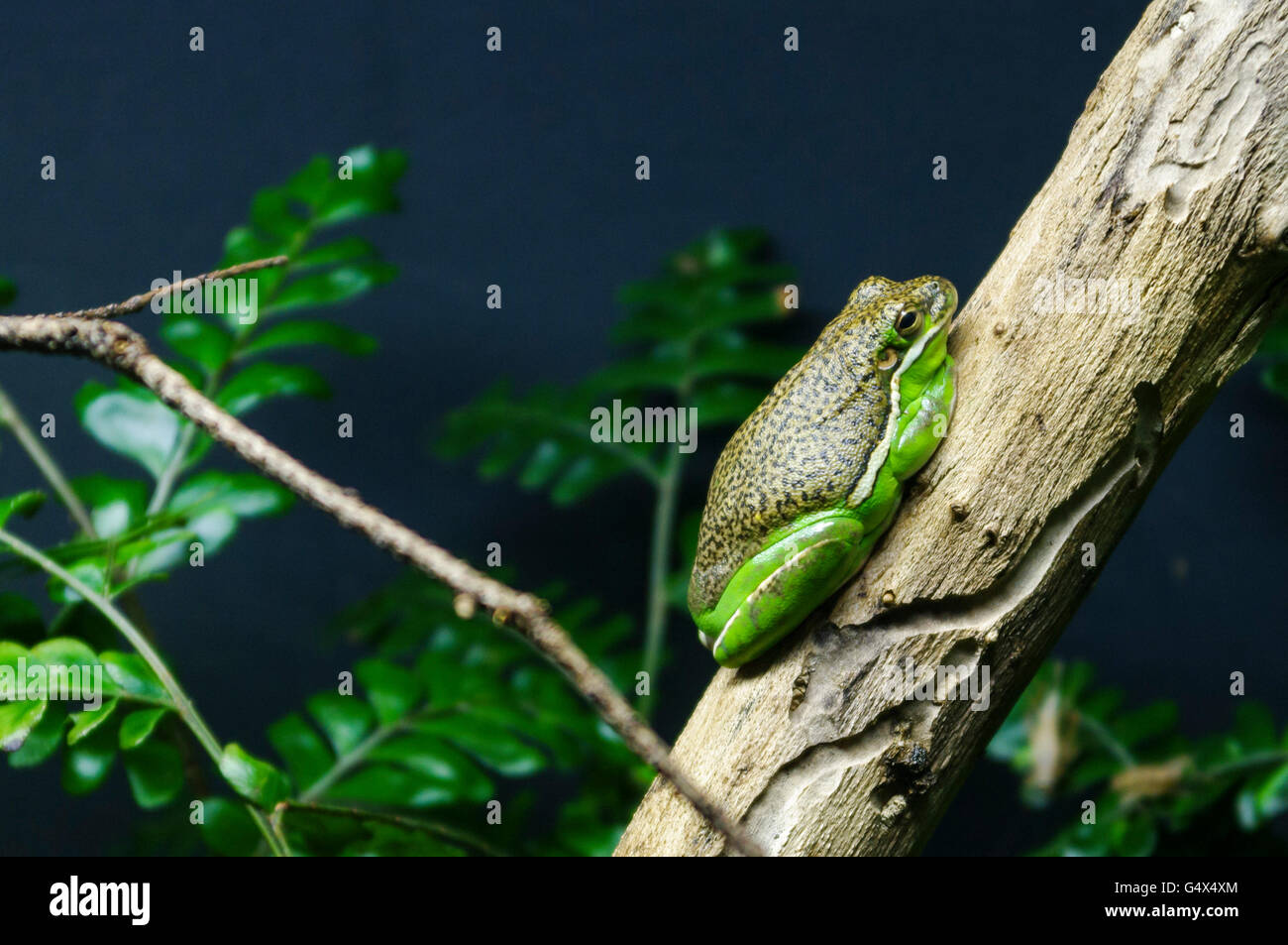 Green tree frog branch hi-res stock photography and images - Alamy