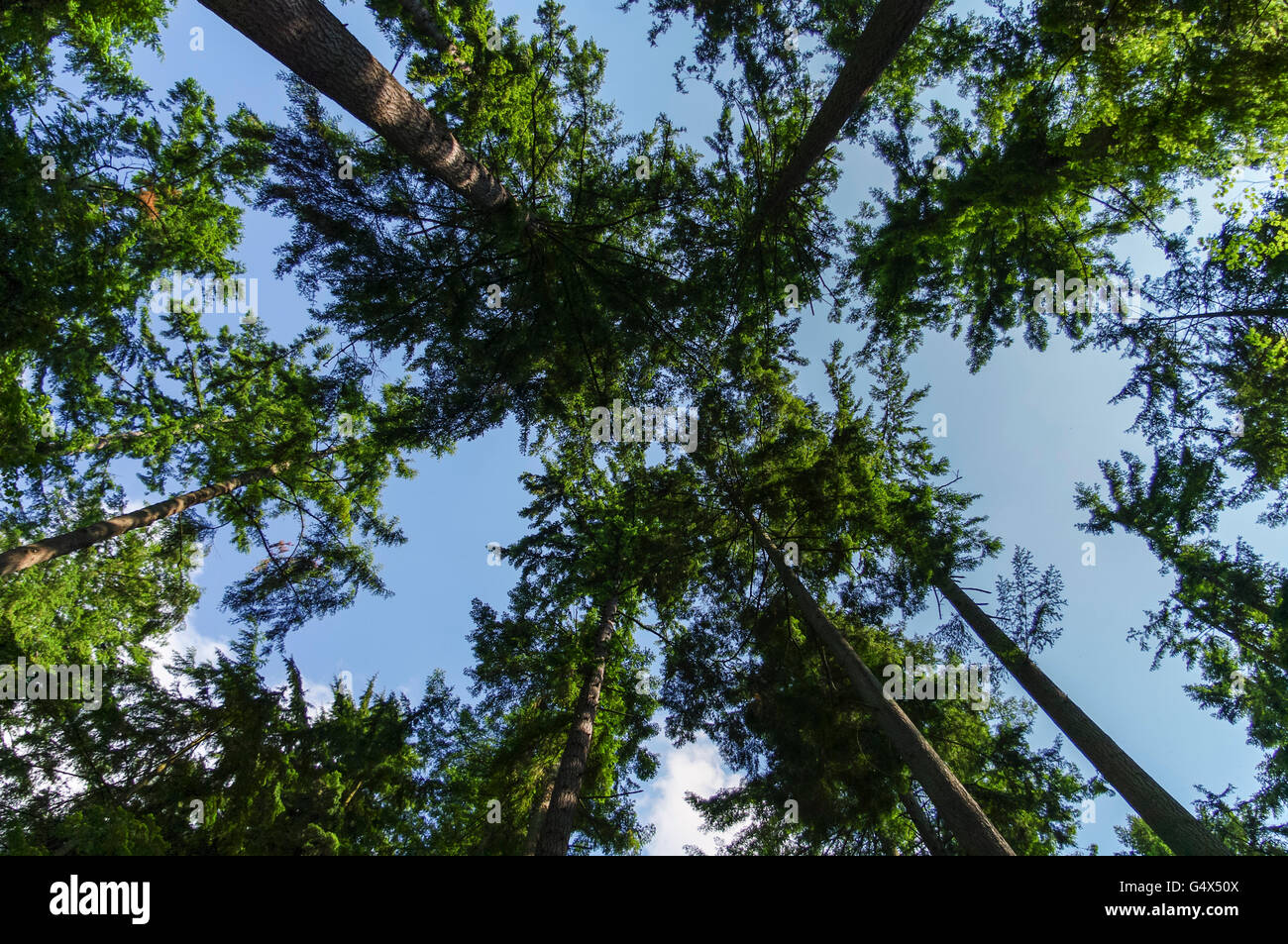 Worms eye view tree canopy hi-res stock photography and images - Alamy