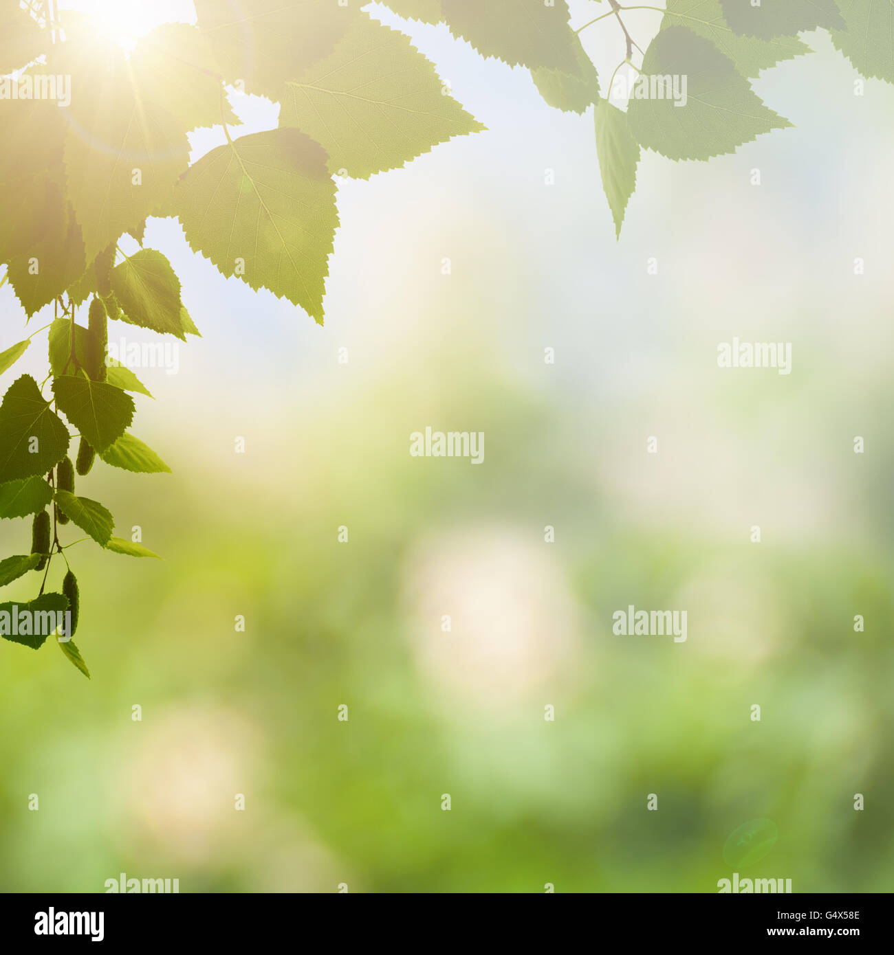 Sunny afternoon in the deep forest, natural backgrounds Stock Photo - Alamy