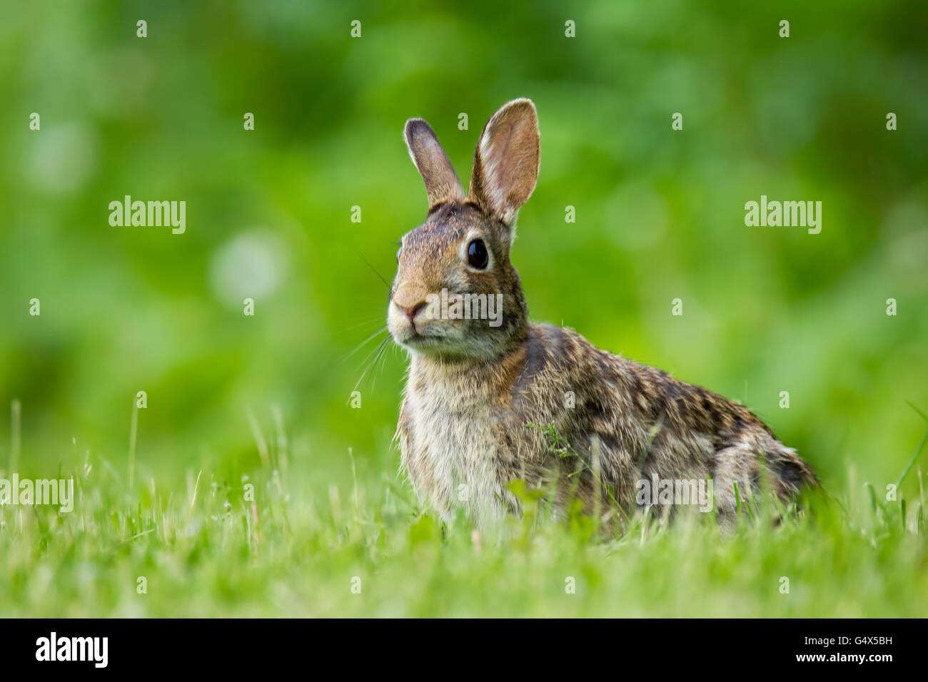 Cottontail rabbit g4x5bh hi-res stock photography and images - Alamy