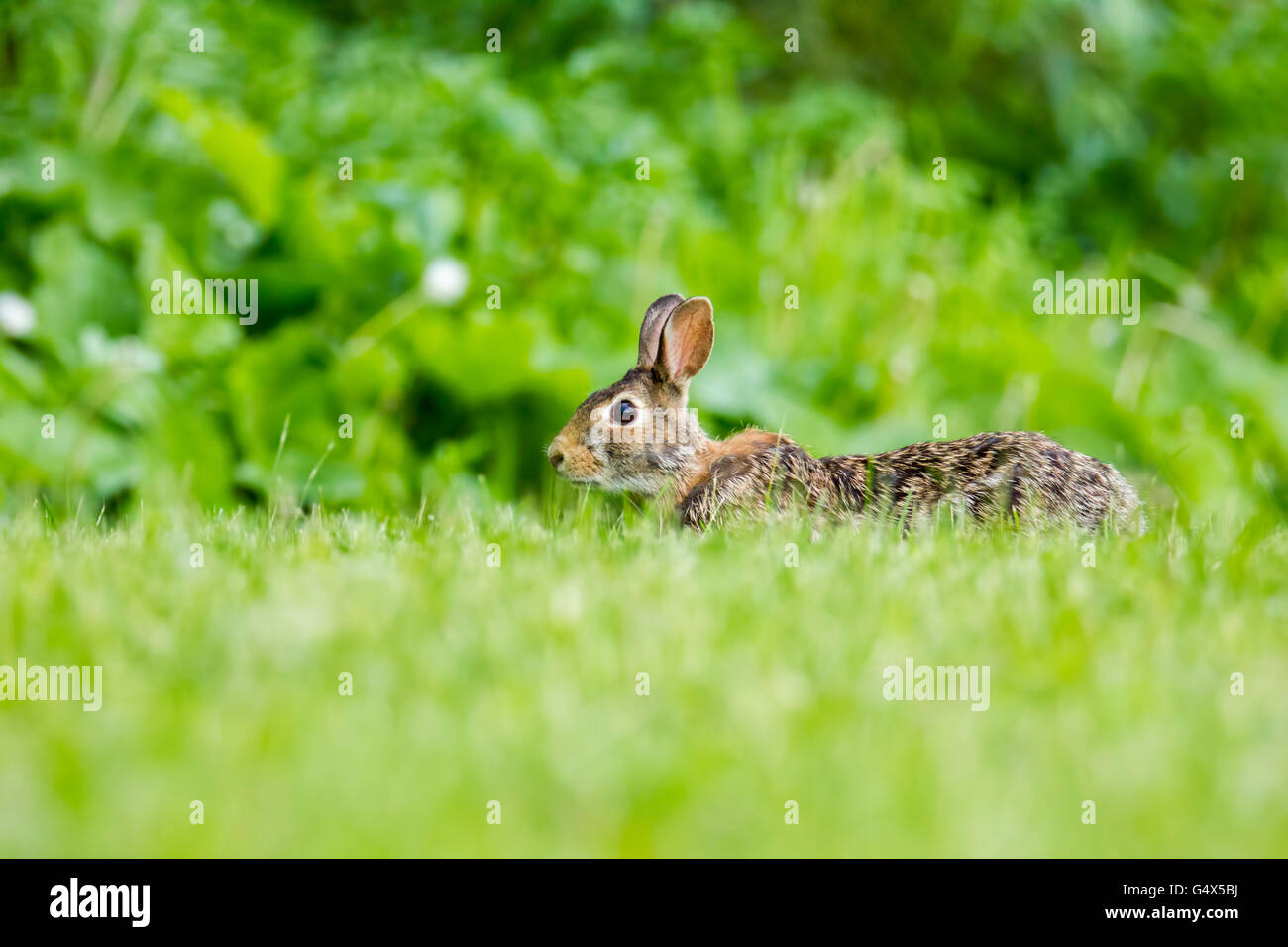 Cottontail cotton tail hi-res stock photography and images - Alamy