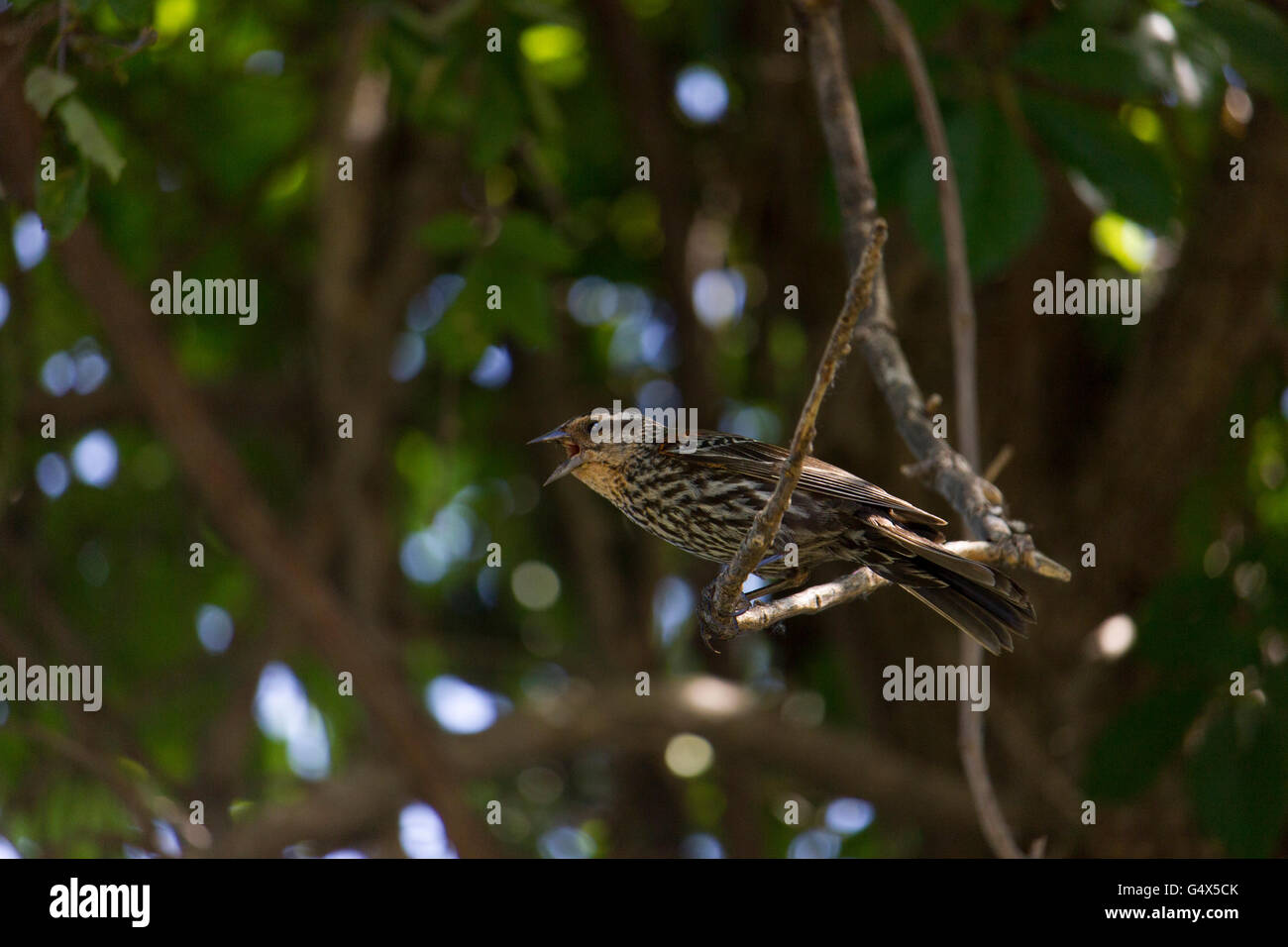 Singing songbird hi-res stock photography and images - Alamy