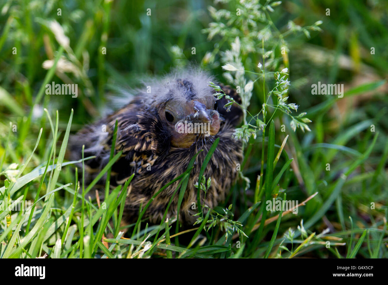 Baby red winged blackbird hi-res stock photography and images - Alamy