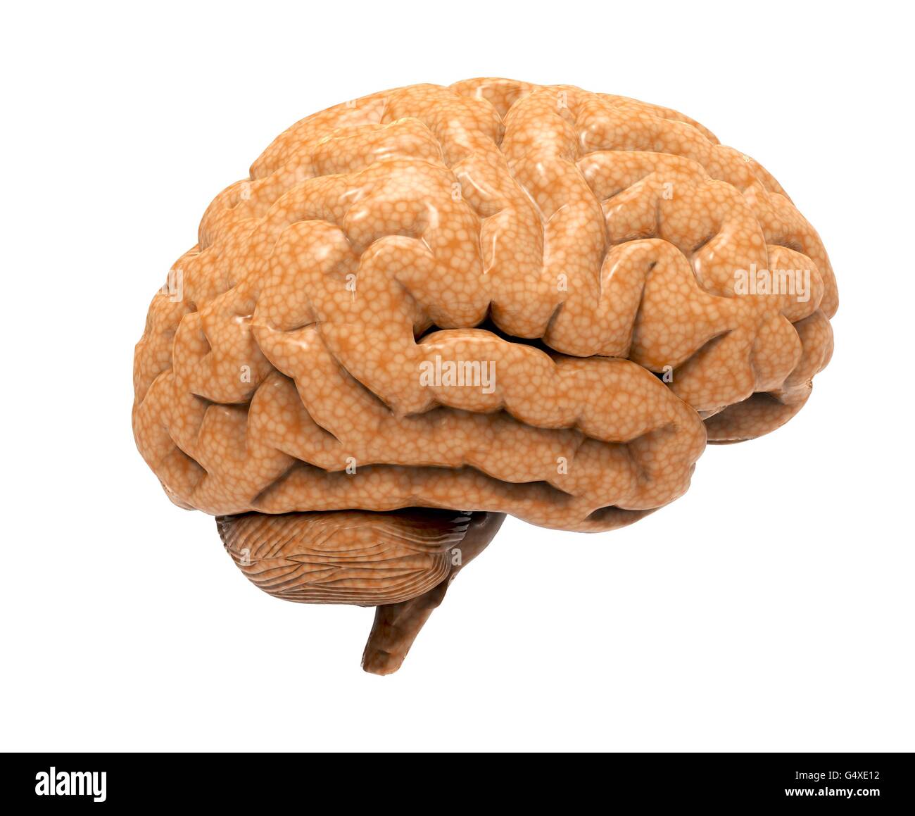 Human brain 3d model isolated hi-res stock photography and images - Alamy