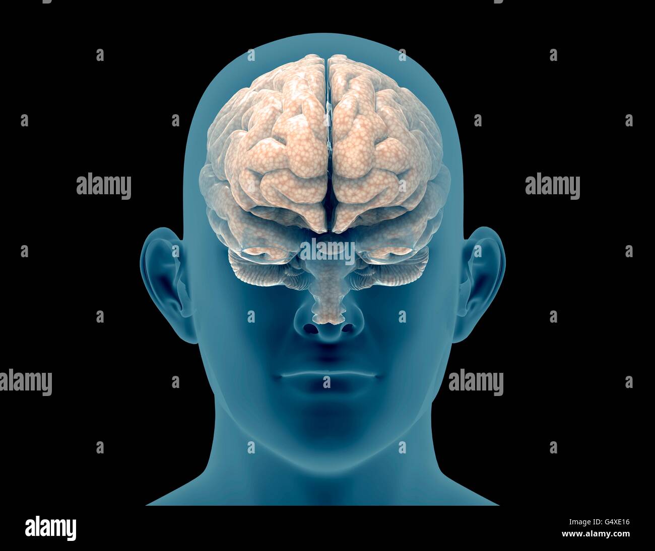 Human brain scan mri health hi-res stock photography and images - Alamy